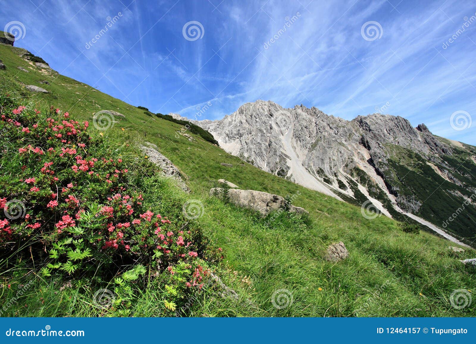 Alpine meadow stock image. Image of blue, meadows, rock - 12464157