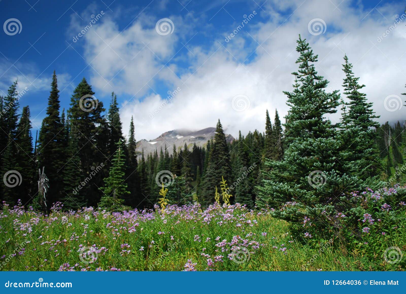 Alpine_meadow stock photo. Image of washington, flora - 12664036