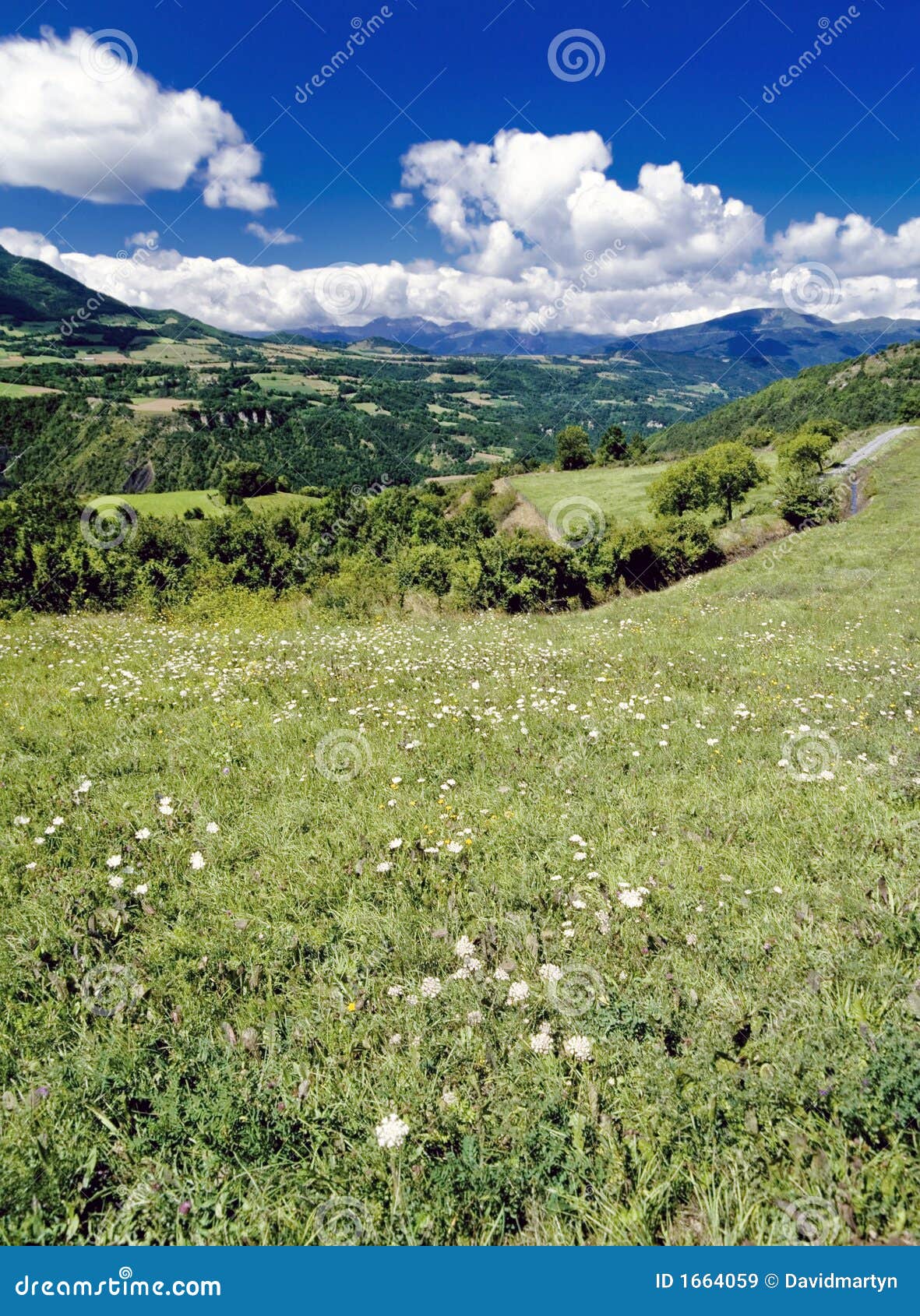 Alpine meadow stock image. Image of alpes, flowers, meadow - 1664059