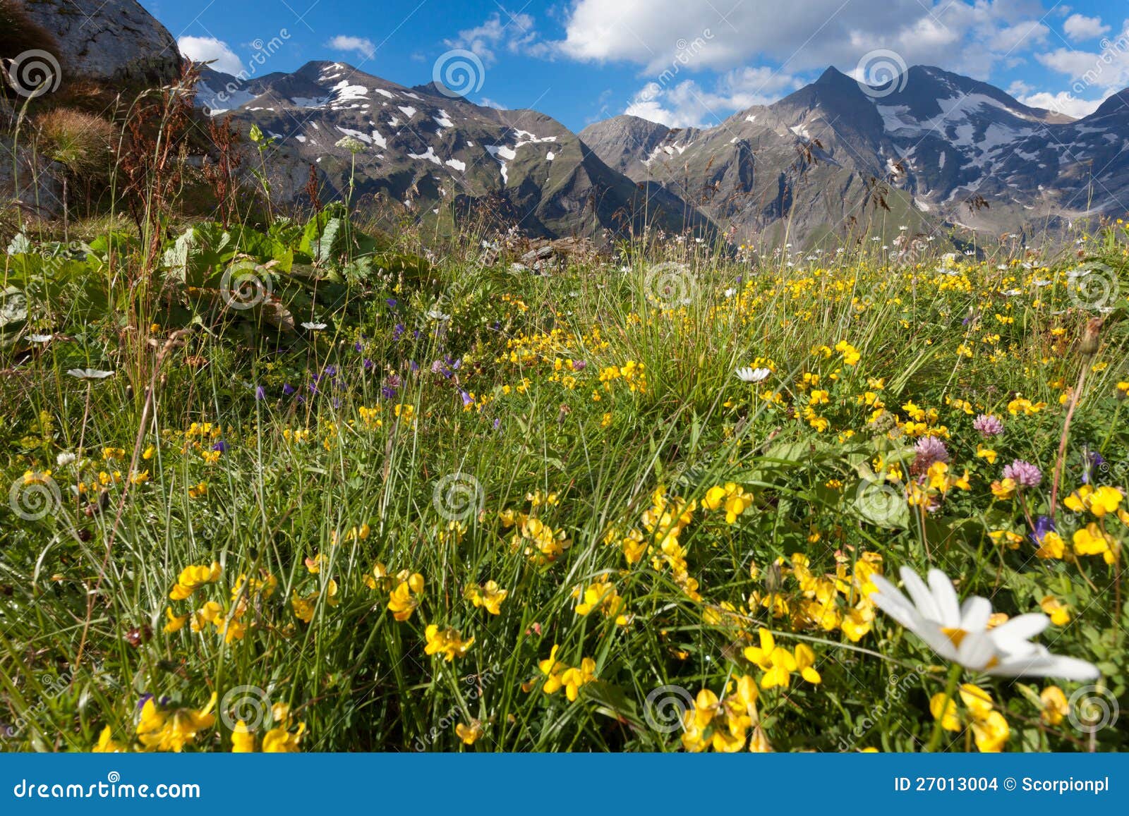 Alpine meadow stock photo. Image of environment, alps - 27013004