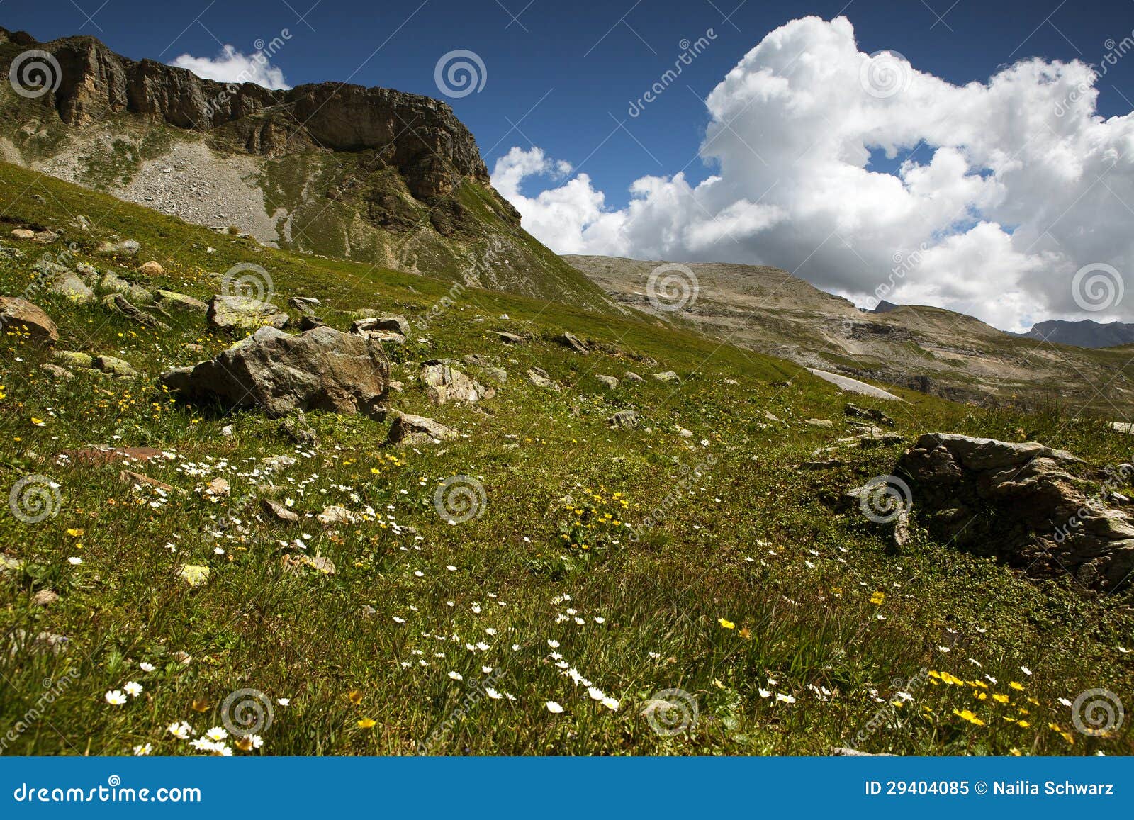 Alpine Meadow stock image. Image of nature, colorful - 29404085