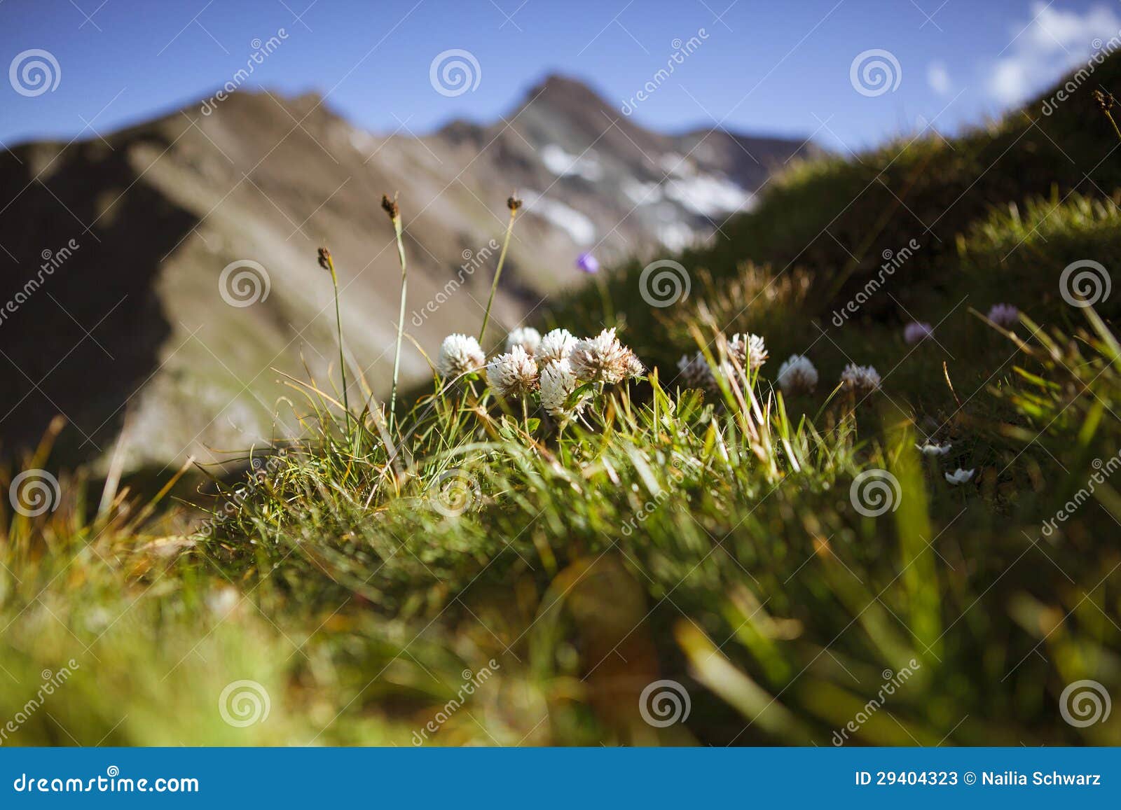 Alpine Meadow stock image. Image of mountains, blooming - 29404323
