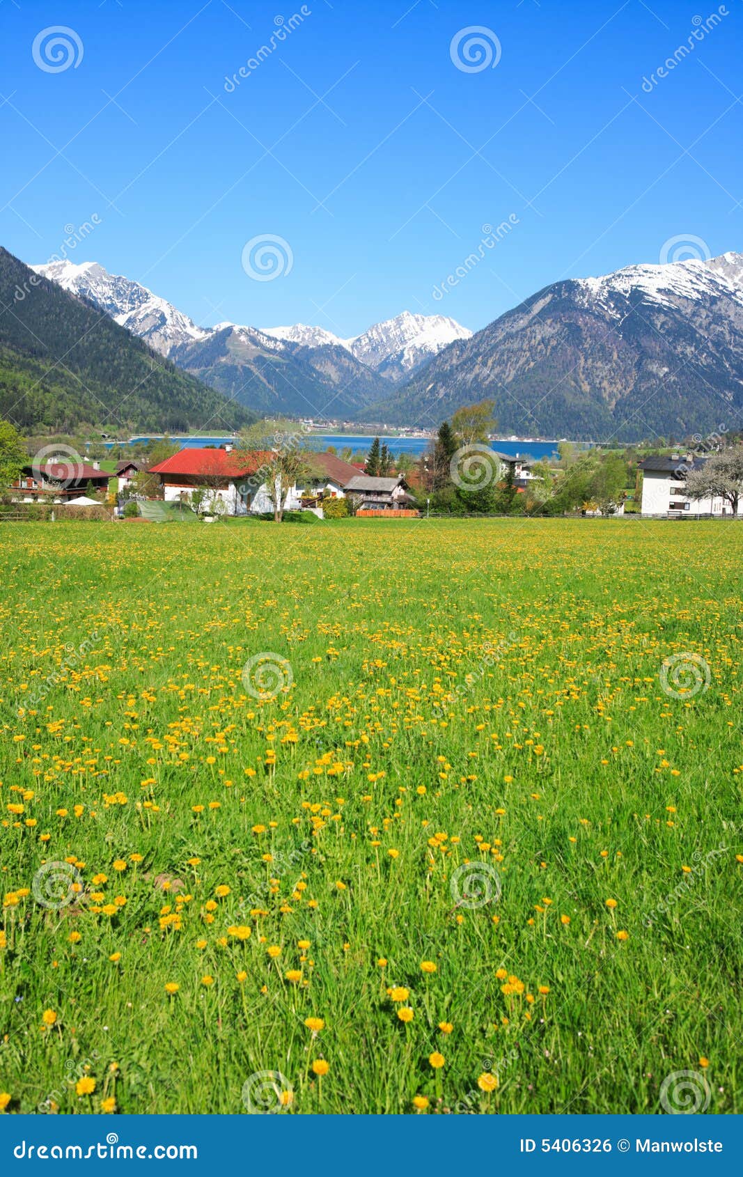 Alpine meadow stock photo. Image of clear, rural, nature - 5406326