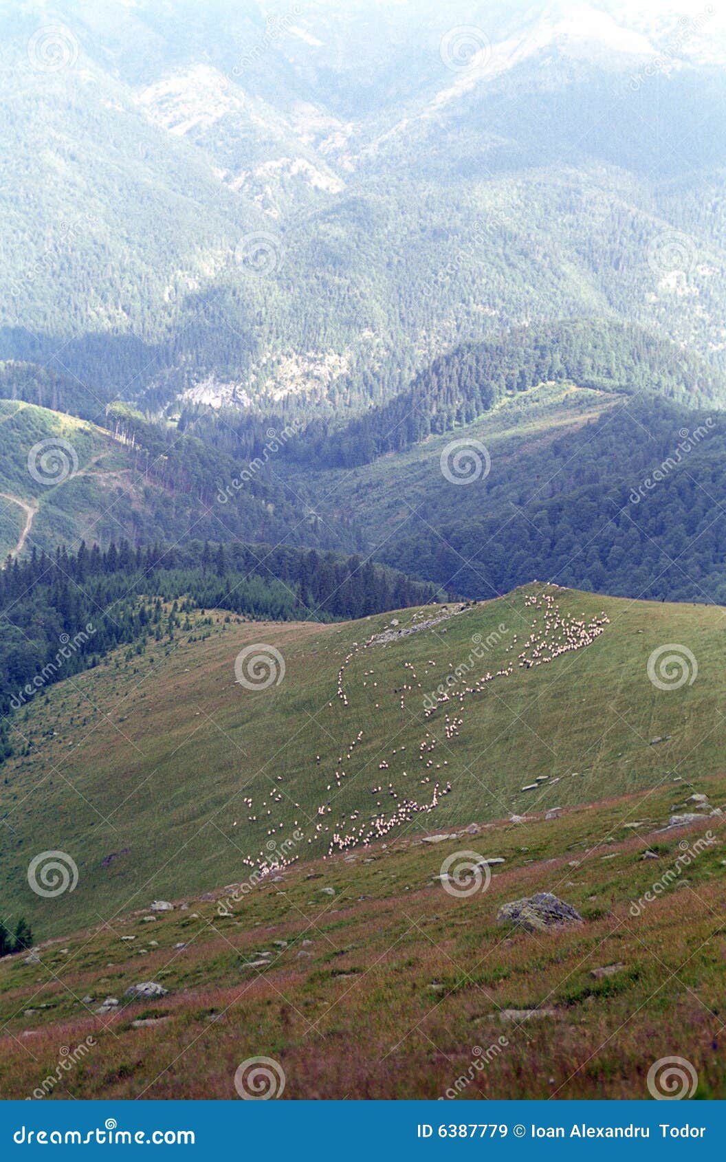 Alpine meadow stock image. Image of seasonal, summertime - 6387779