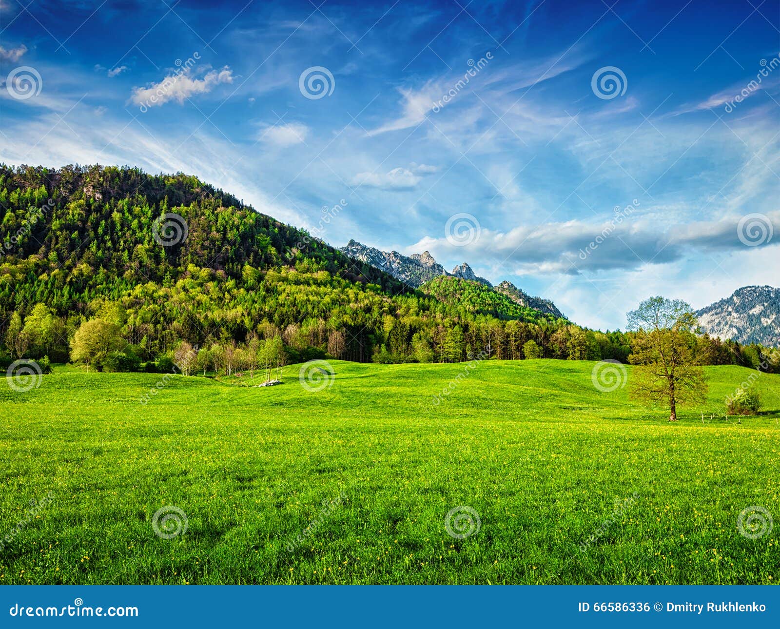 Alpine Meadow in Bavaria, Germany Stock Photo - Image of plants ...