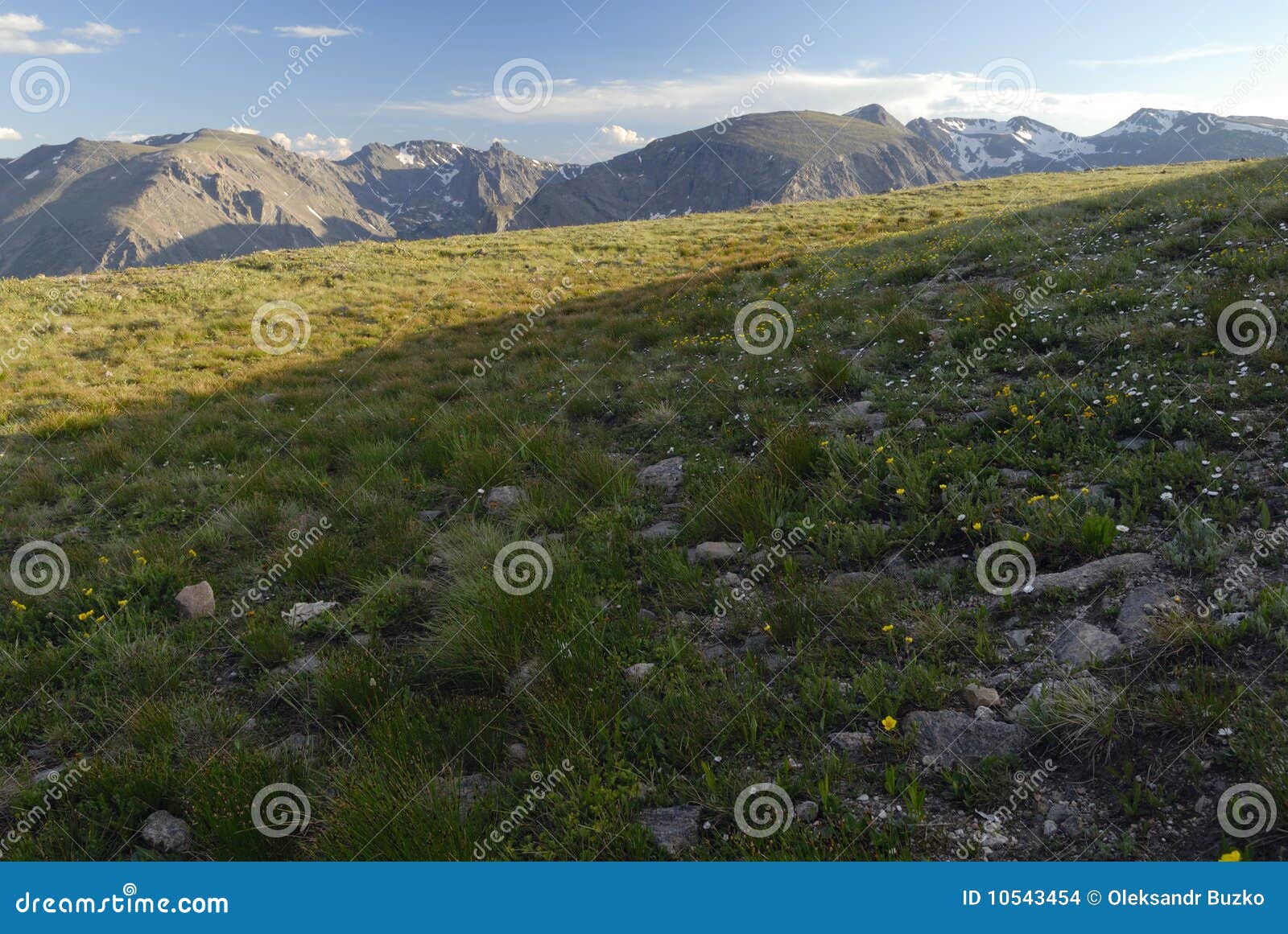 Alpine Meadow in Colorado Rocky Mountains Stock Photo - Image of ...