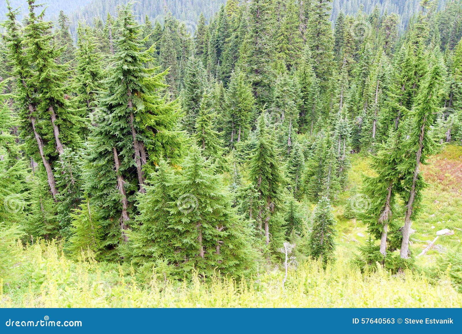 Alpine Meadow and Conifer Forest Stock Image - Image of forest, alpine ...