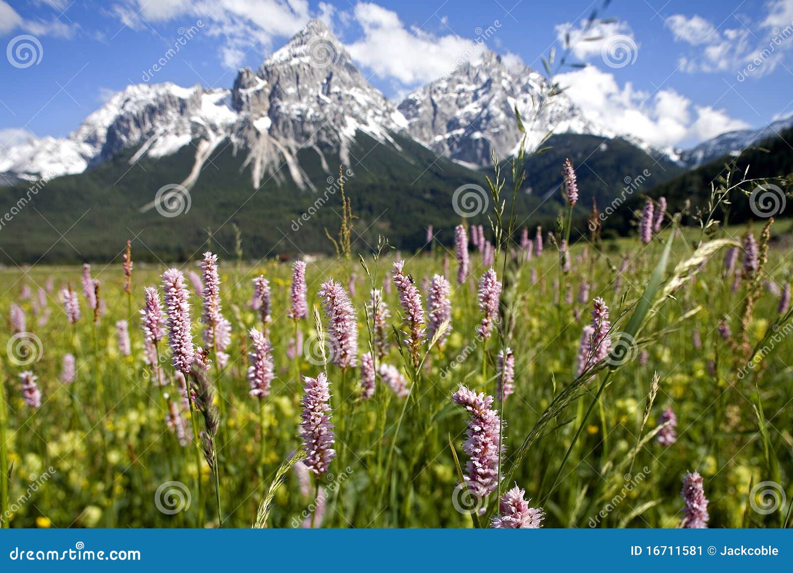 Alpine meadow flowers stock image. Image of bloom, summer - 16711581