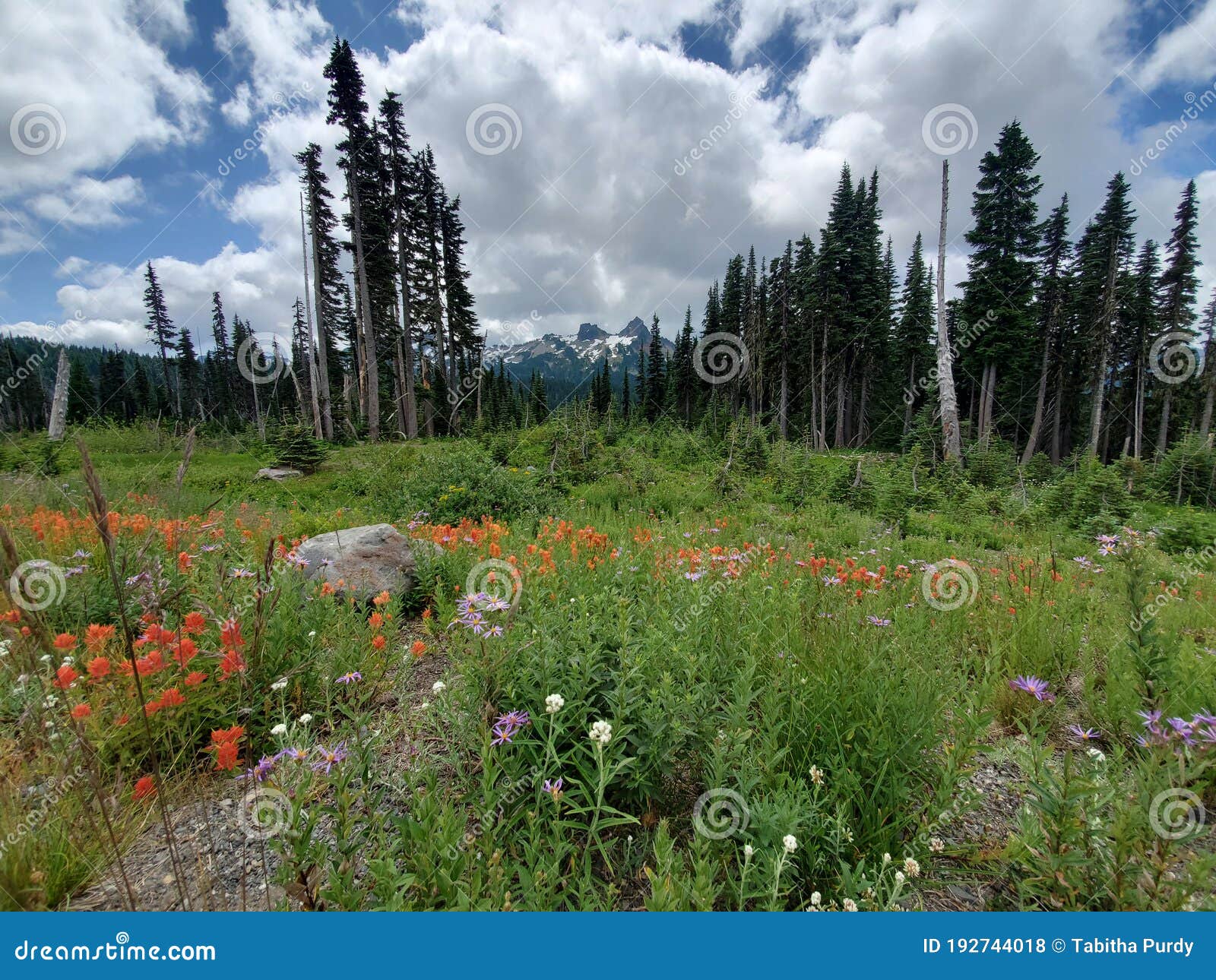 Alpine Meadow flowers stock photo. Image of mountain - 192744018