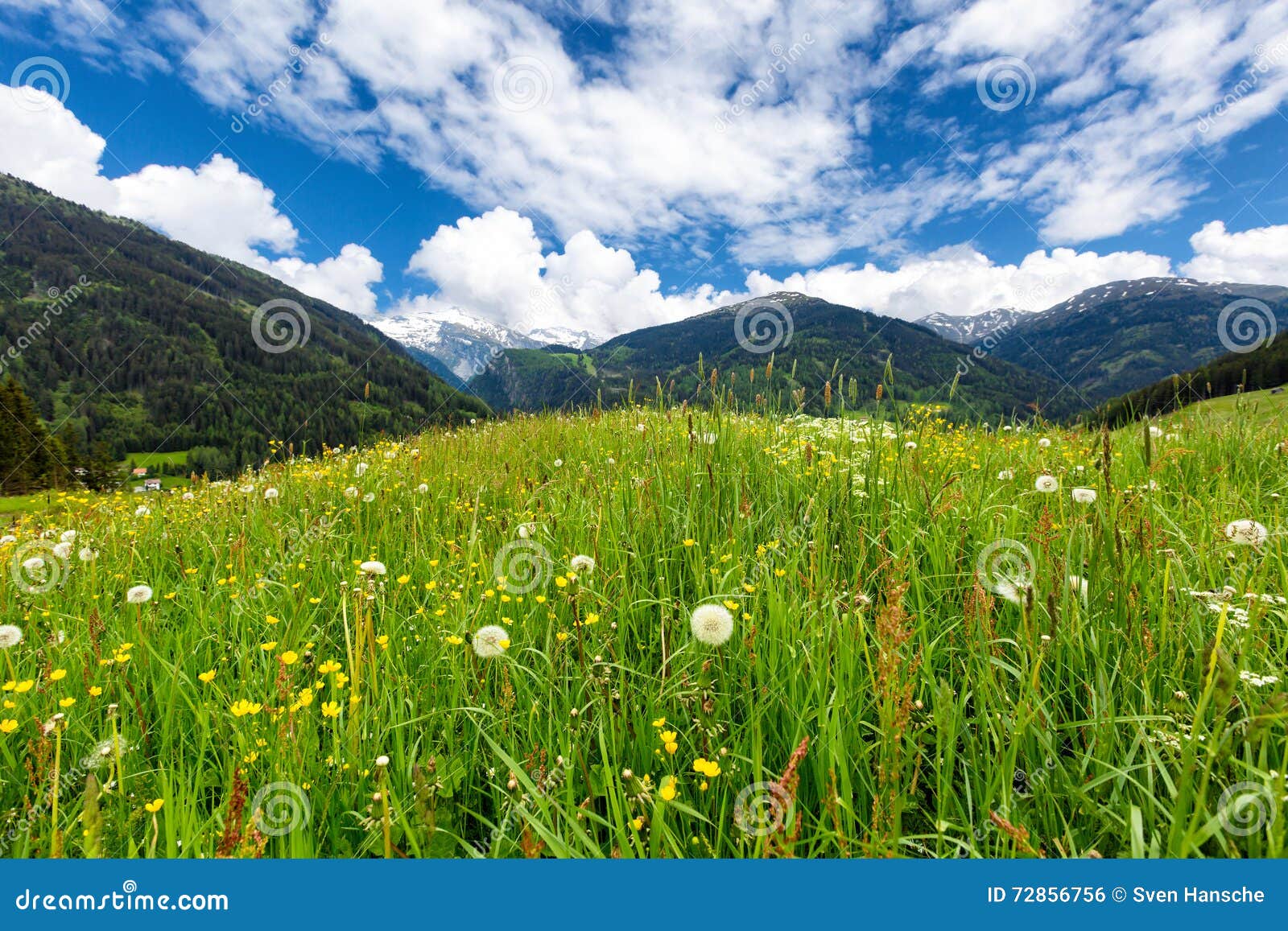 Alpine Meadow with Flowers at Spring Stock Photo - Image of land, green ...