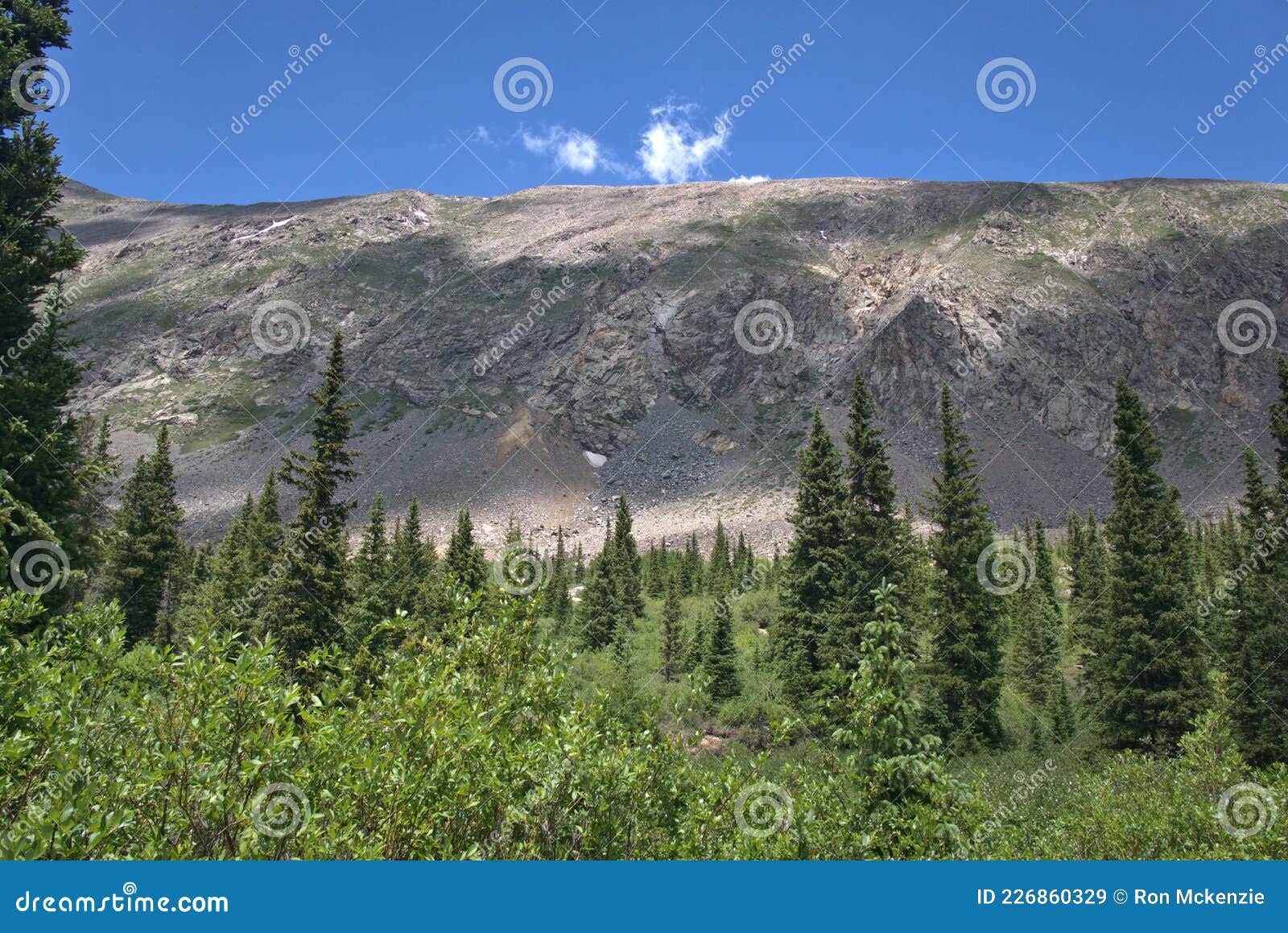 Alpine Meadow Just Below the Tree Line Stock Image - Image of mountain ...