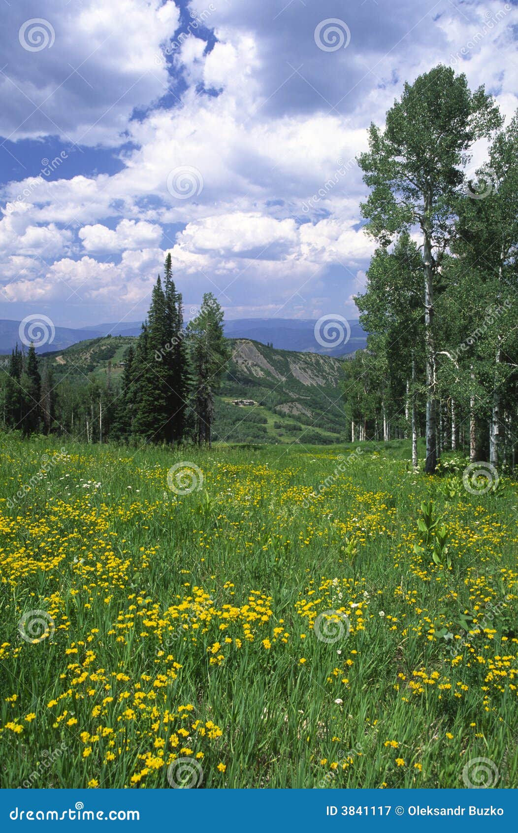 Alpine Meadow in the Rockies Stock Image - Image of outdoor, meadow ...
