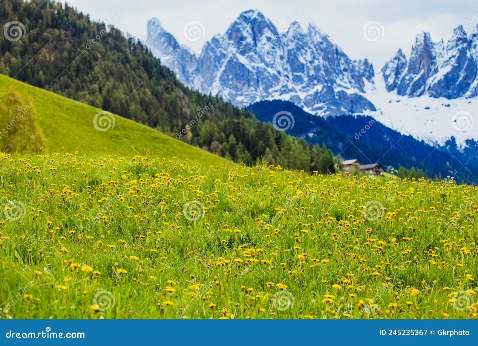 Alpine Meadow in the Spring Sunshine Stock Image - Image of pasture ...