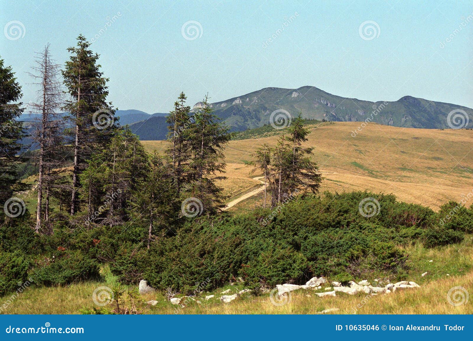 Alpine meadows stock photo. Image of trees, spruces, meadows - 10635046