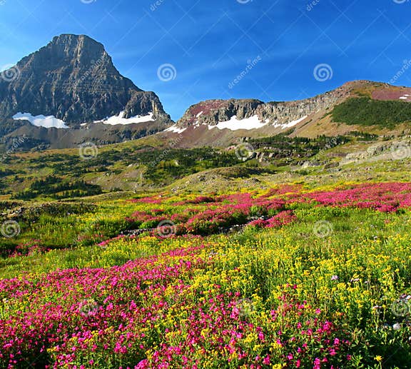 Alpine Meadows stock photo. Image of summer, grass, mountains - 1863720