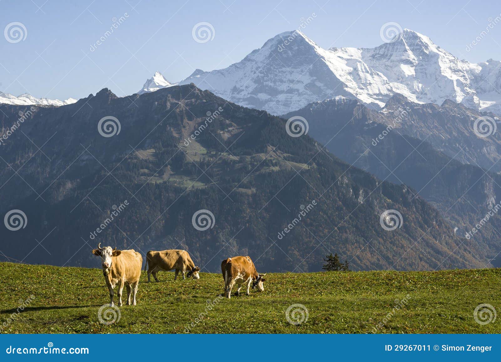 Alpine Meadows stock image. Image of swiss, switzerland - 29267011