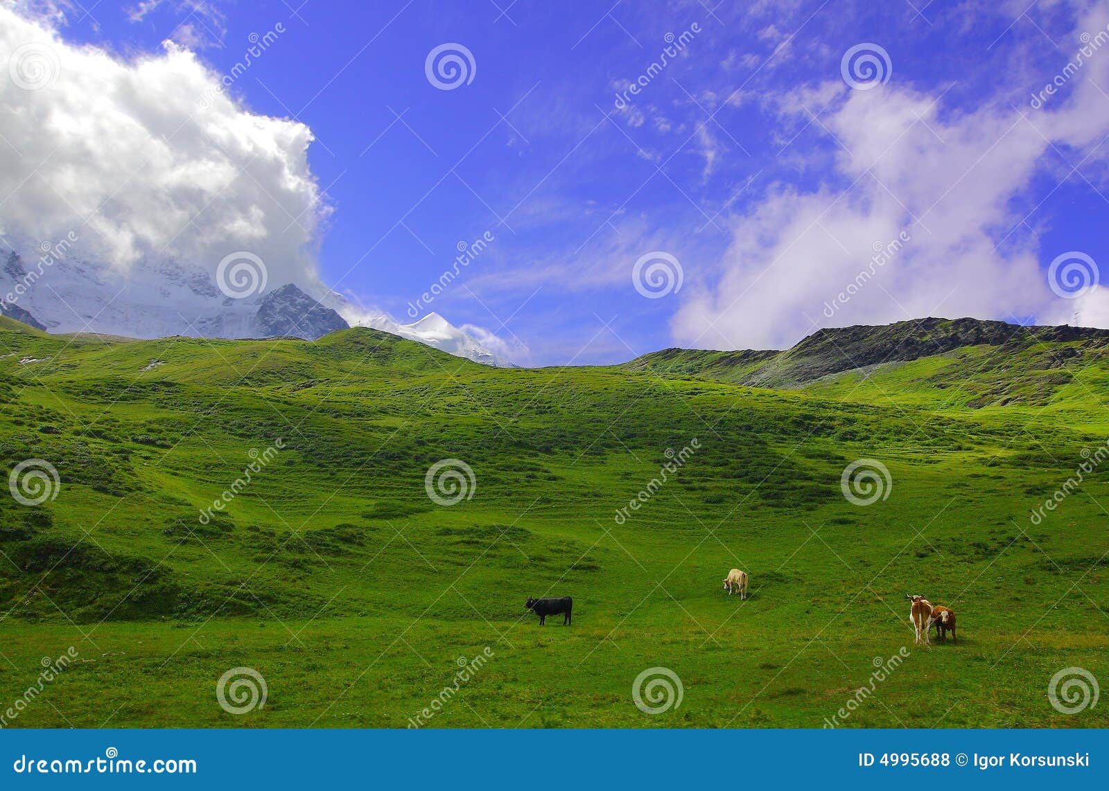 The Alpine meadows stock photo. Image of blue, nature - 4995688