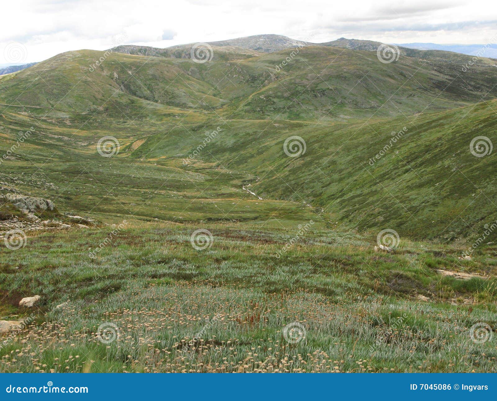 Alpine Meadows in Australia Stock Photo - Image of australia, alpine ...