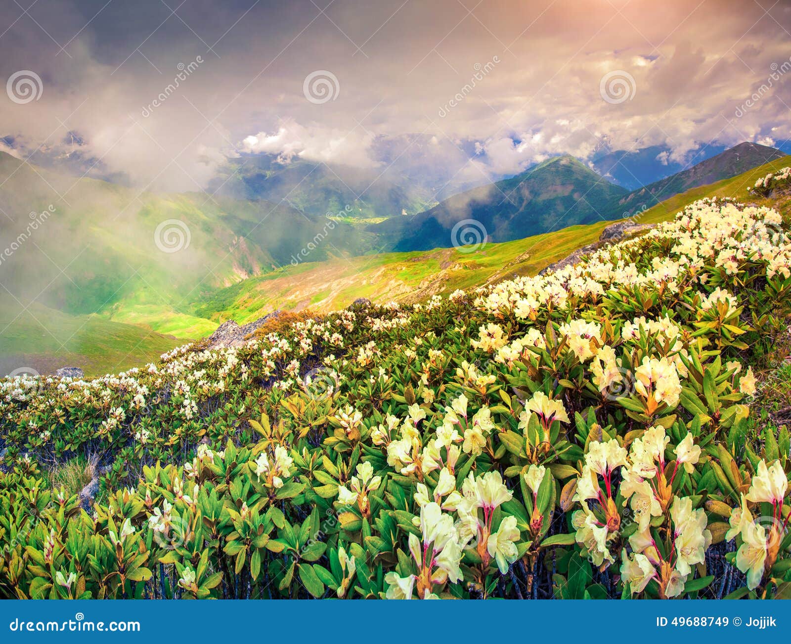 Alpine Meadows in the Caucasus Mountains. Stock Image - Image of ...