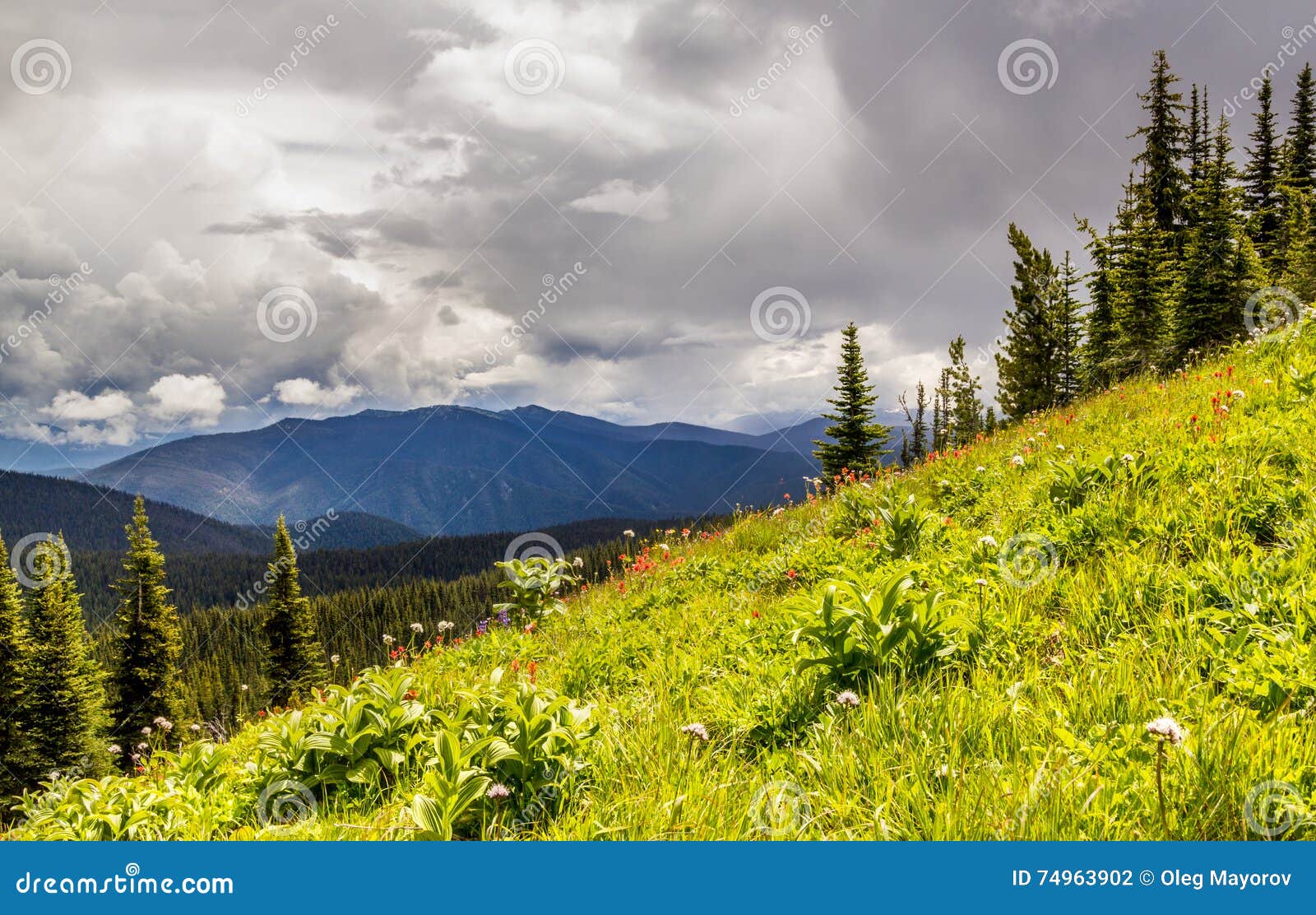 Alpine Meadows Manning Park Canada Scenery in Summer Stock Photo ...