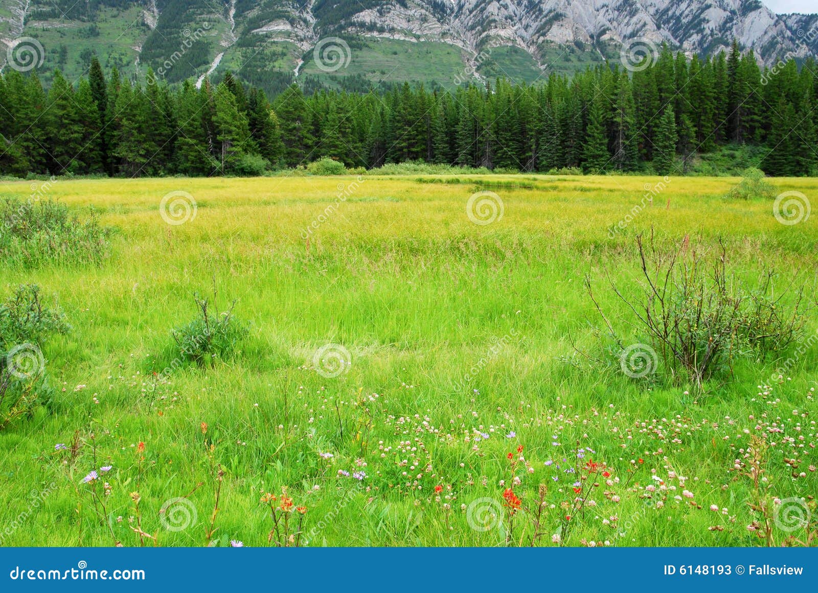 Alpine Meadows and Mountains Stock Image - Image of outdoor, fresh: 6148193