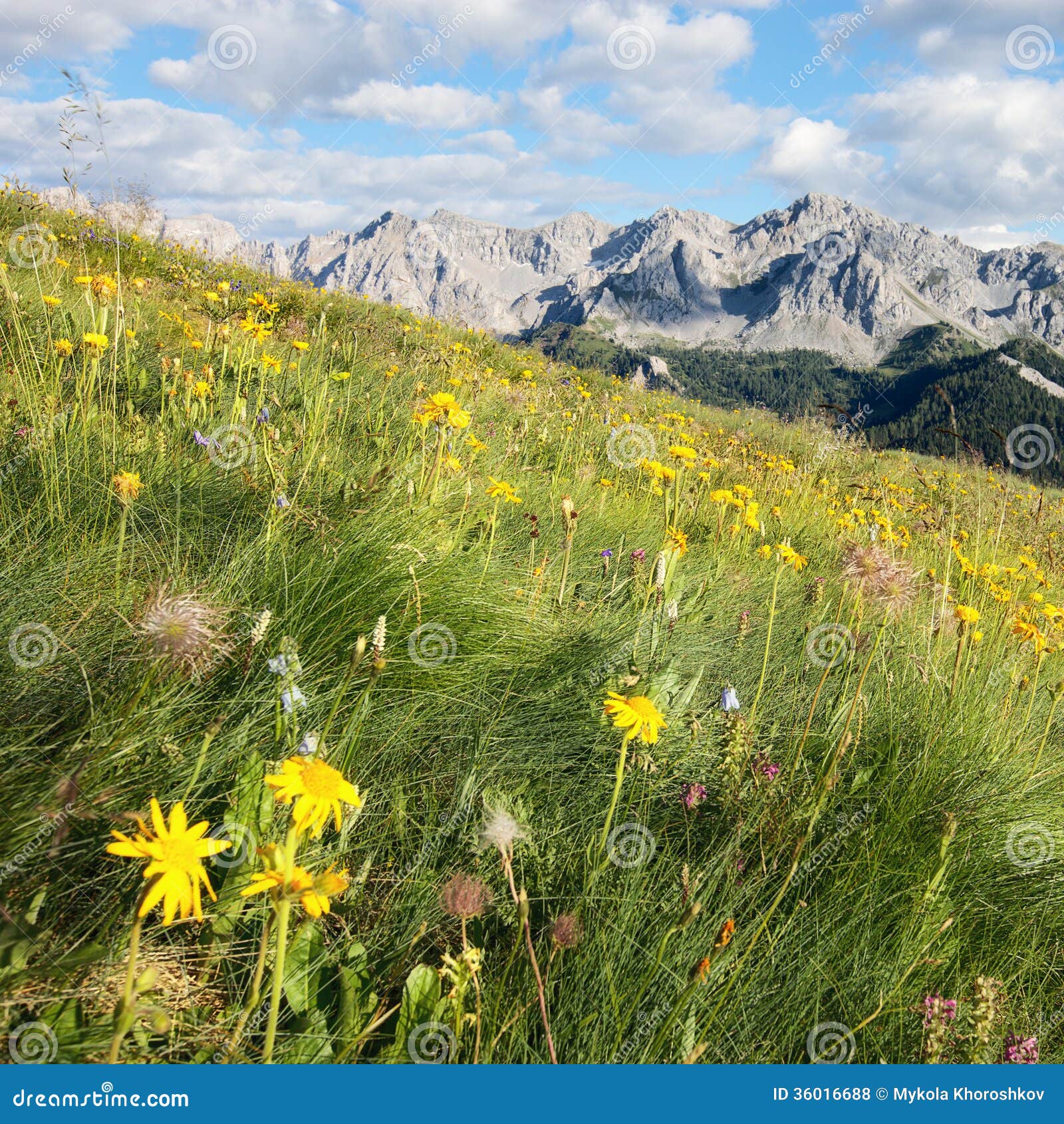 Alpine meadows stock photo. Image of dolomites, meadow - 36016688