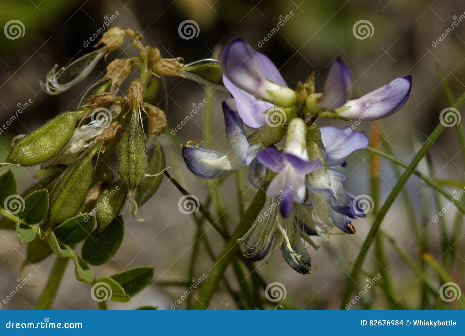 Alpine Milk-vetch stock photo. Image of switzerland, seed - 82676984