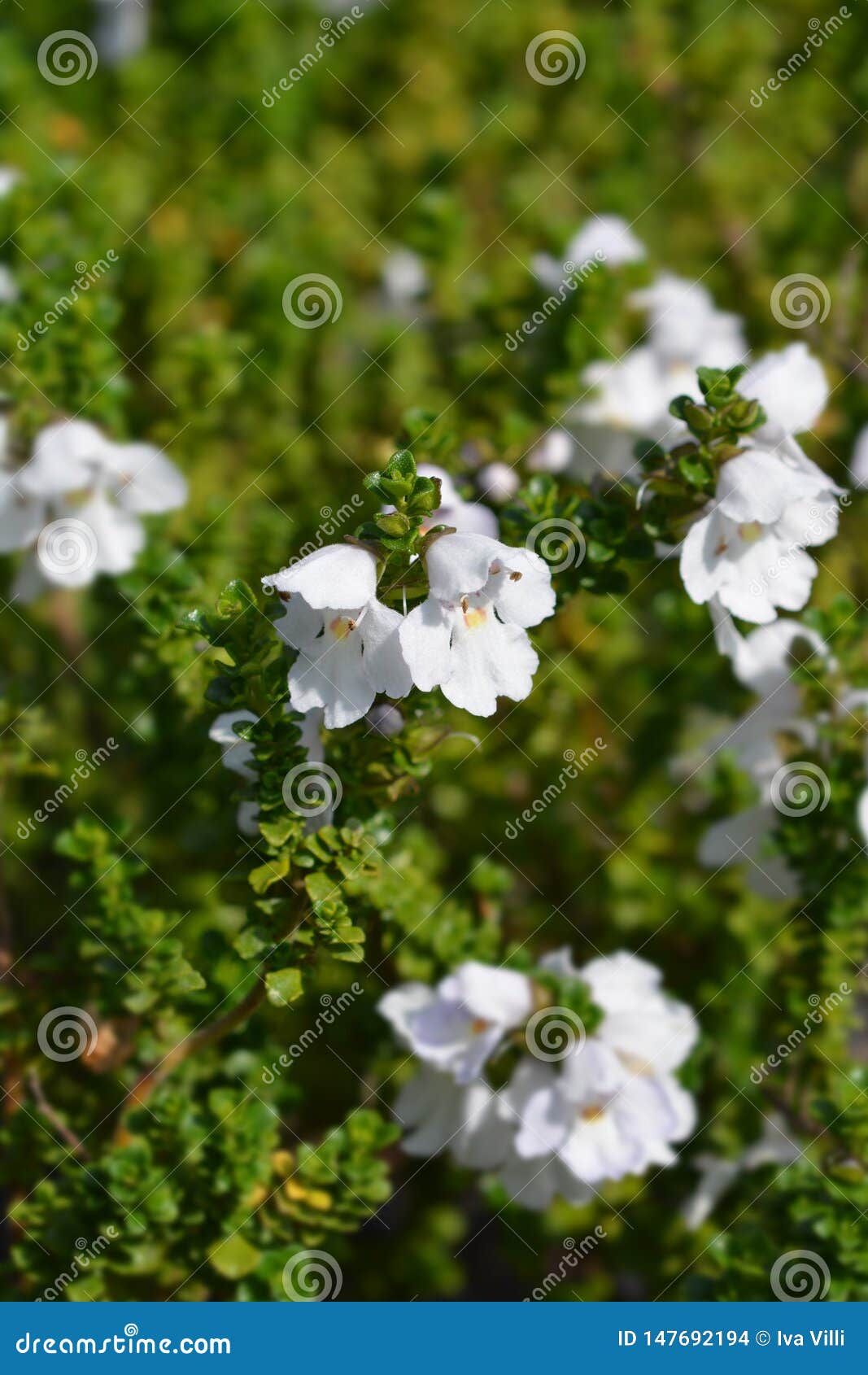 Alpine mint bush stock photo. Image of nature, evergreen - 147692194