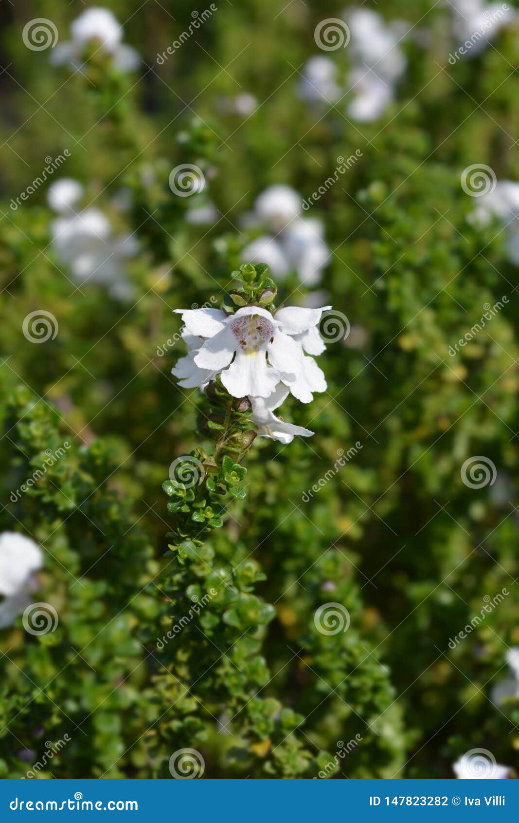 Alpine mint bush stock photo. Image of nature, green - 147823282