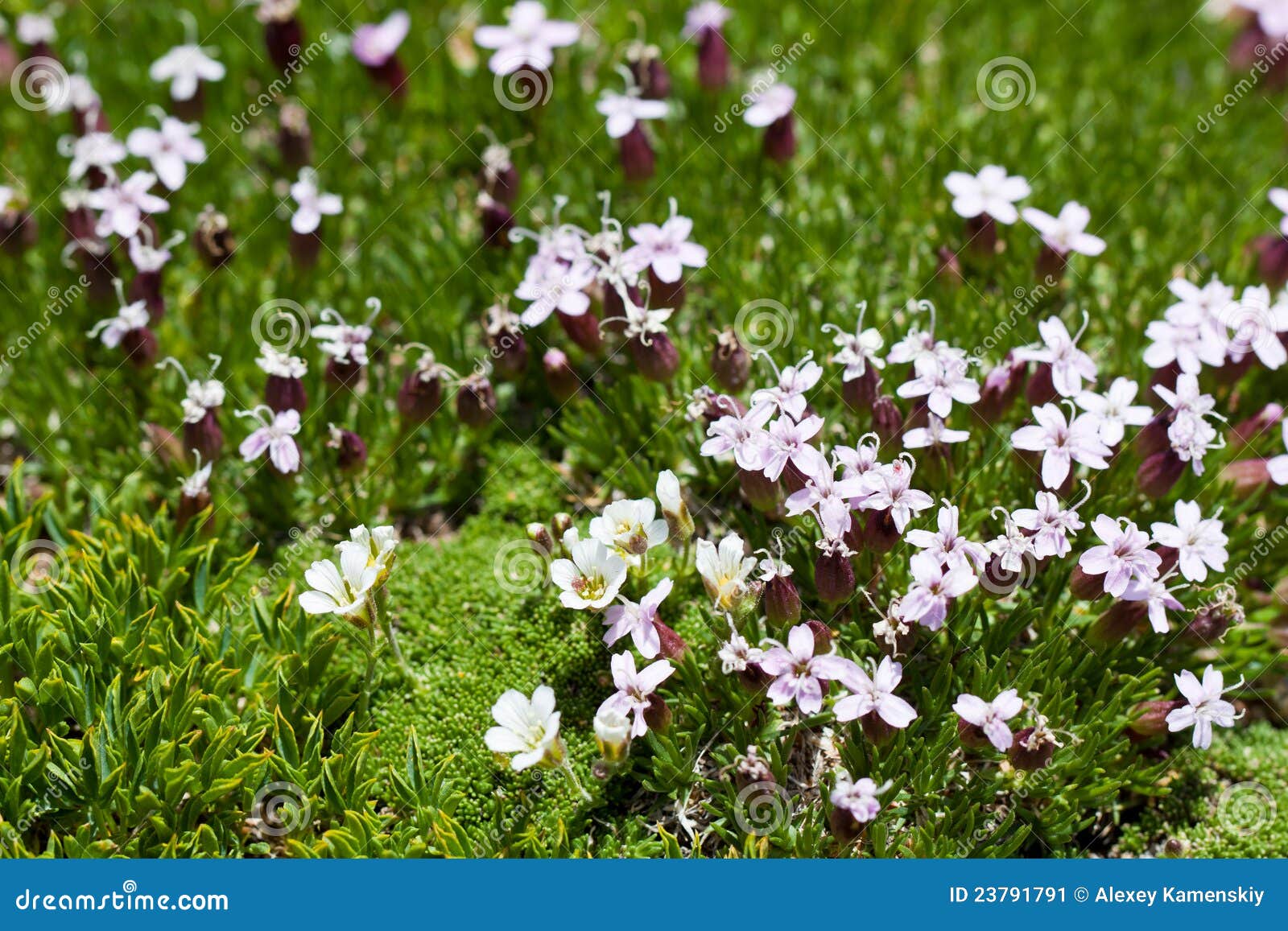 Alpine Moss Campion (silene Acaulis) in the Wild Stock Image - Image of ...
