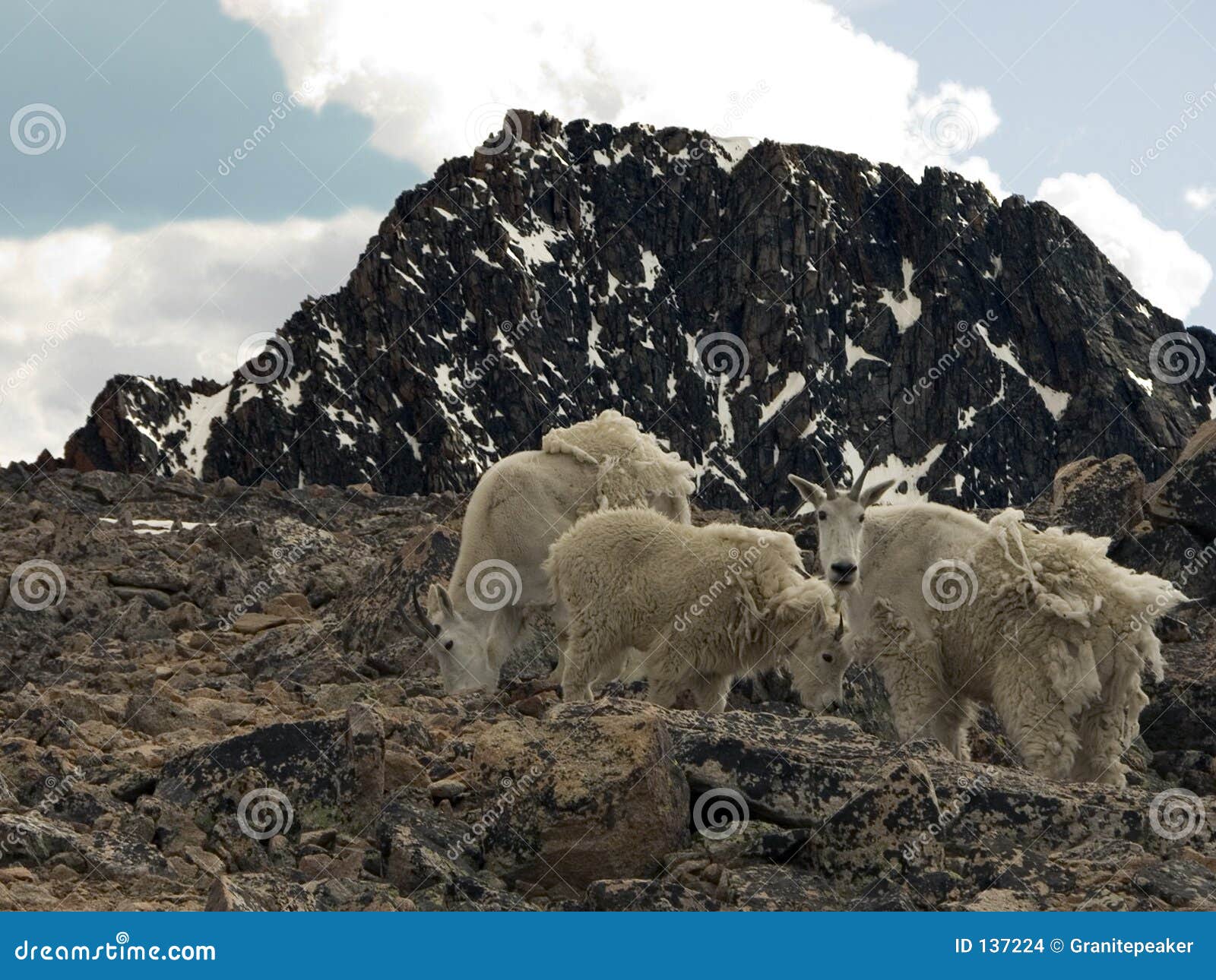 Mountain Goats In Green Grass Field, Glacier National Park, Montana ...