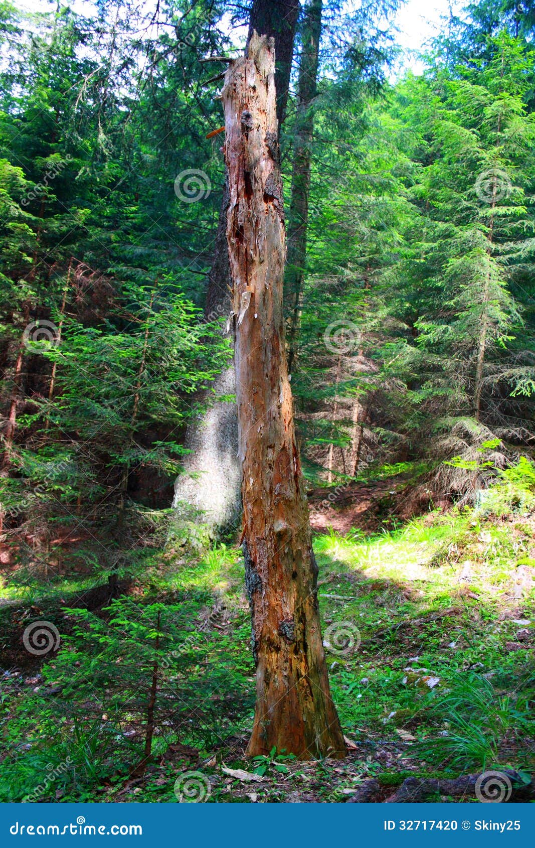 Alpine Mountain Scenery with Fir Tree Stock Photo - Image of rock ...