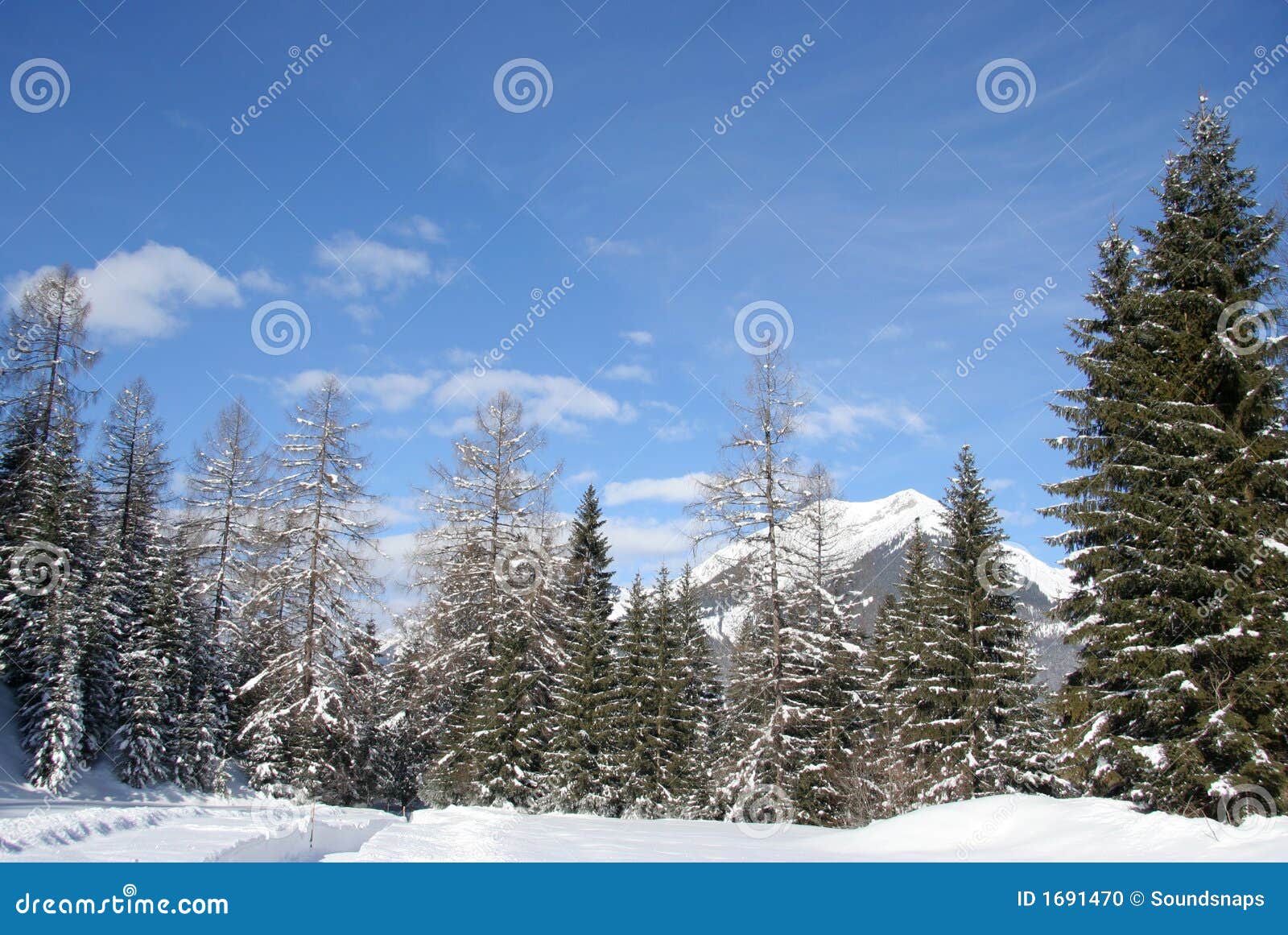 Alpine mountain treeline stock photo. Image of austria - 1691470