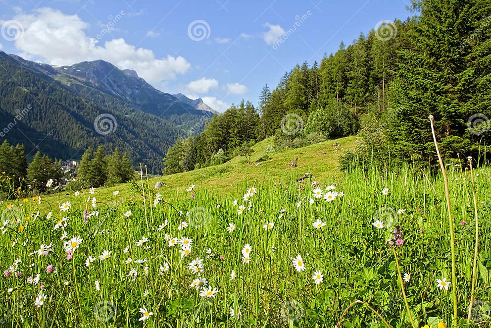 Alpine Mountains in Summertime Stock Photo - Image of tourism, scenery ...