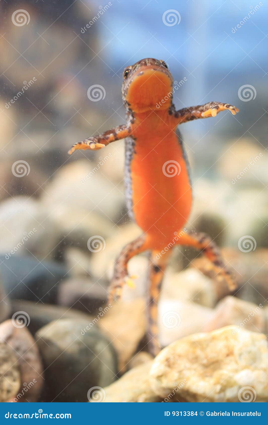 Alpine newt stock photo. Image of alpine, triturus, macro - 9313384