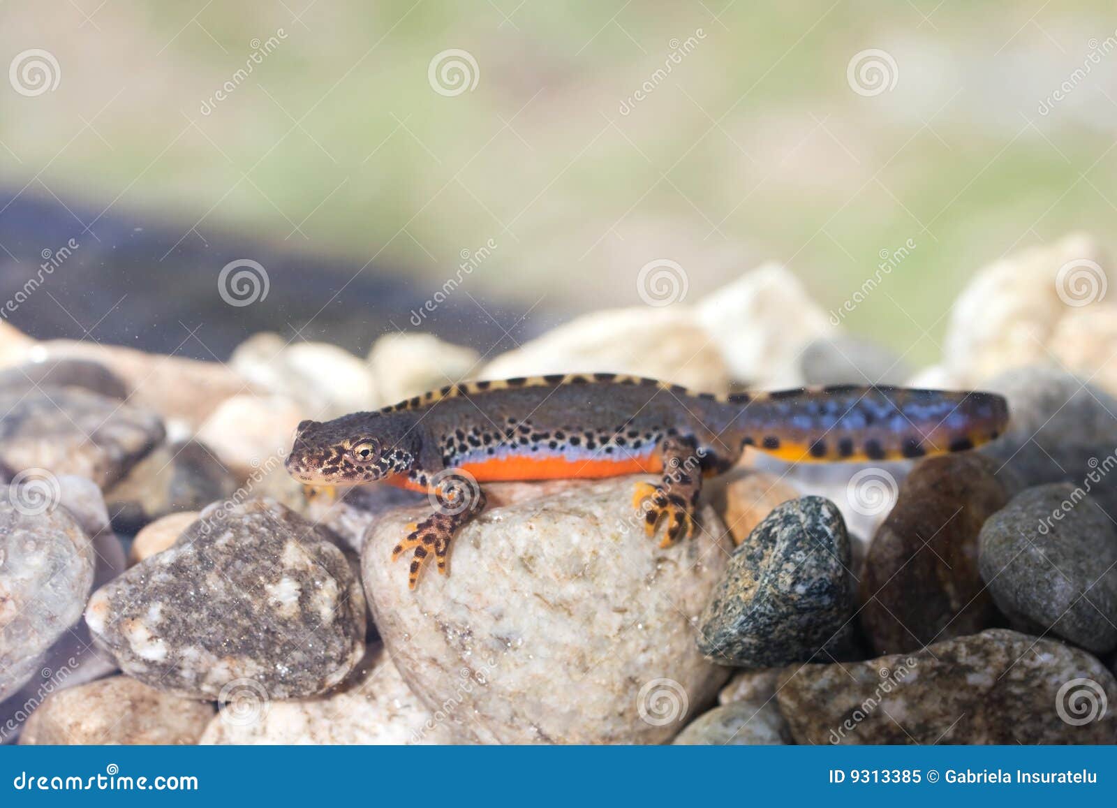 Alpine newt stock image. Image of salamander, water, macro - 9313385
