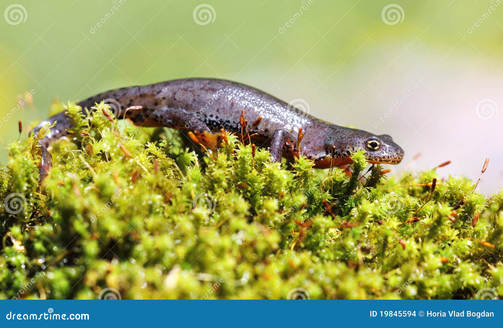 Alpine Newt Female On Green Moss Stock Images - Image: 19845594