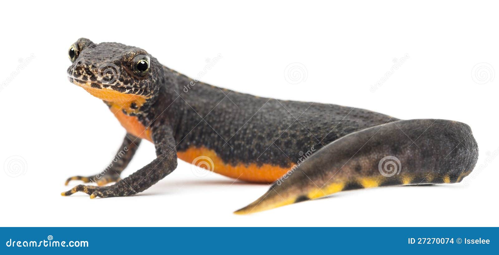 Alpine Newt, Ichthyosaura Alpestris Stock Photo - Image of animal ...