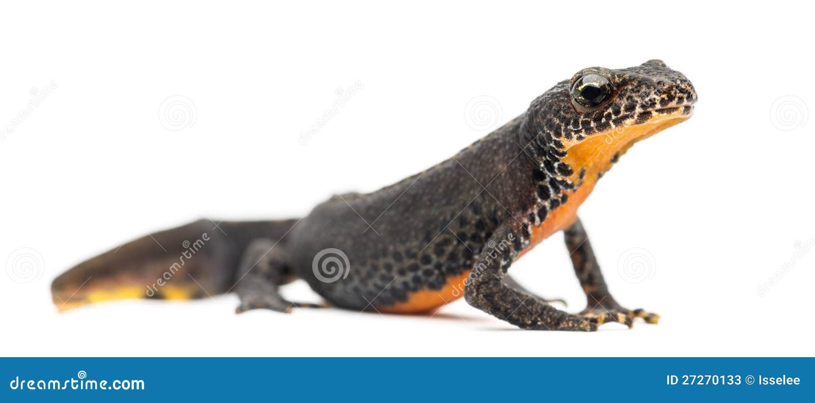 Alpine Newt, Ichthyosaura Alpestris Stock Image - Image of wildlife ...