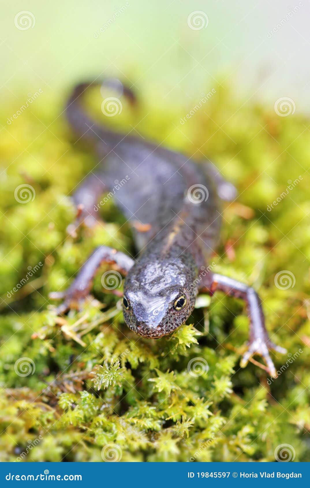 Alpine Newt Macro on Green Moss Stock Image - Image of amphibian ...