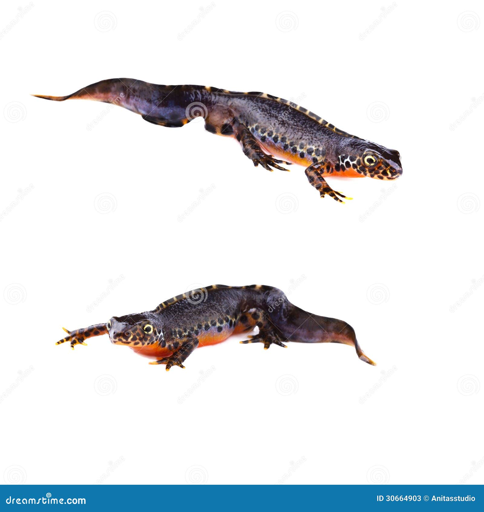 Alpine Newts (Triturus Alpestris) Stock Image - Image of macro, alpine ...