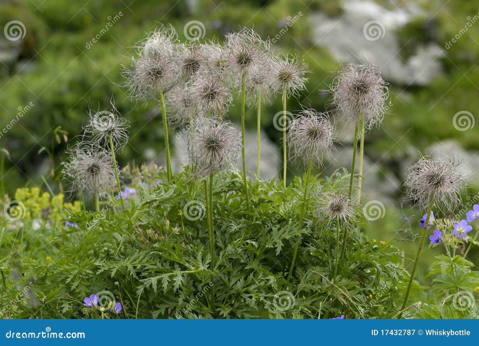 Alpine Pasque Flower Seeds stock image. Image of pulsatilla - 17432787