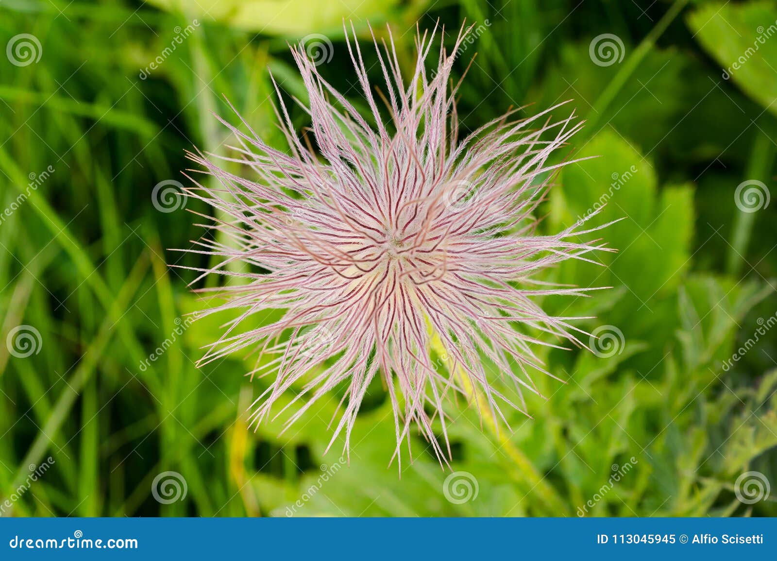 Alpine anemone fruit stock image. Image of bloom, flora - 113045945