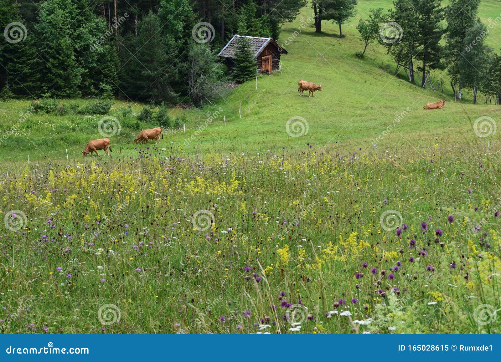 Alpine pasture with Cows stock image. Image of refuge - 165028615