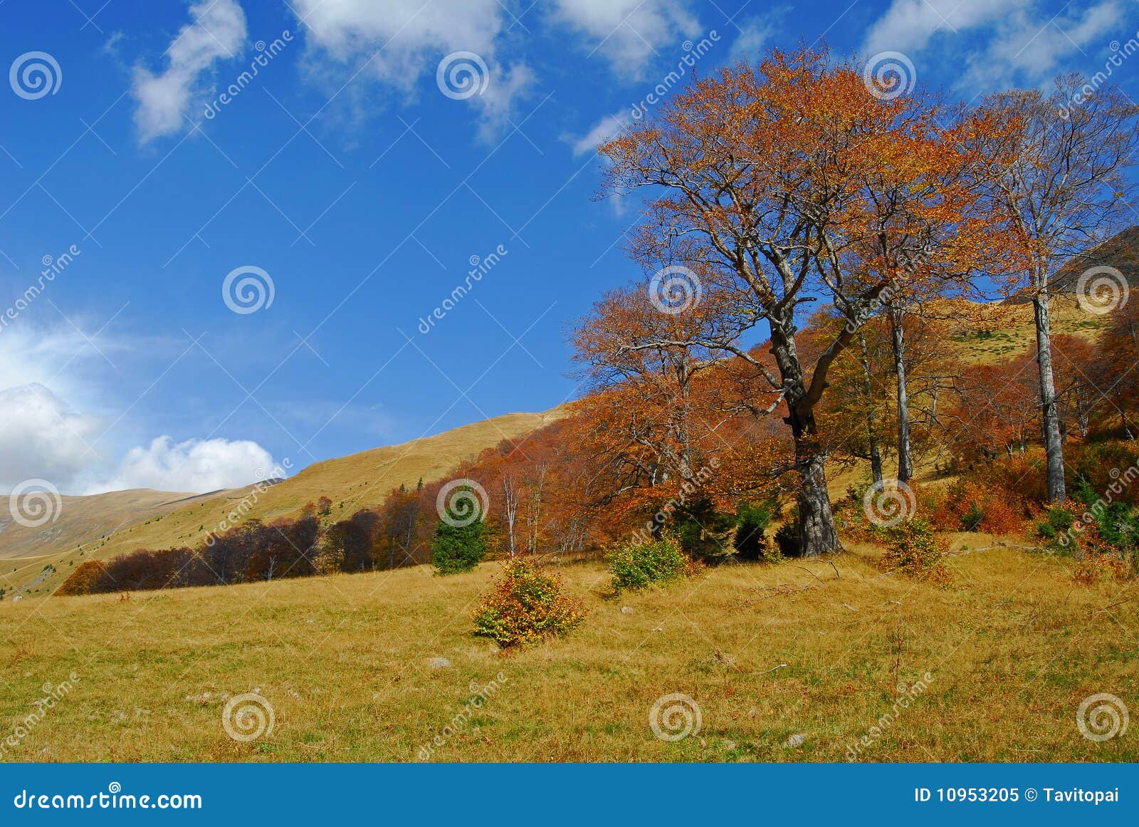 Alpine Pasture with an Old Beech Stock Image - Image of lonely, meadow ...