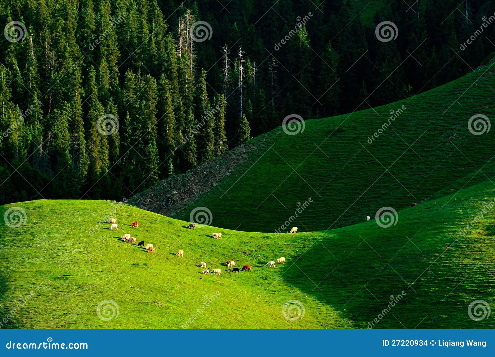 Alpine pastures stock photo. Image of blue, alpine, mountains - 27220934