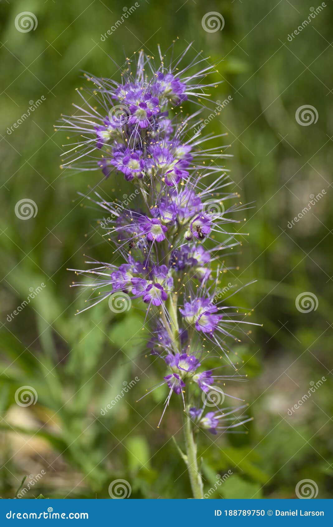 Alpine phacelia stock photo. Image of nevada, wild, sericea - 188789750