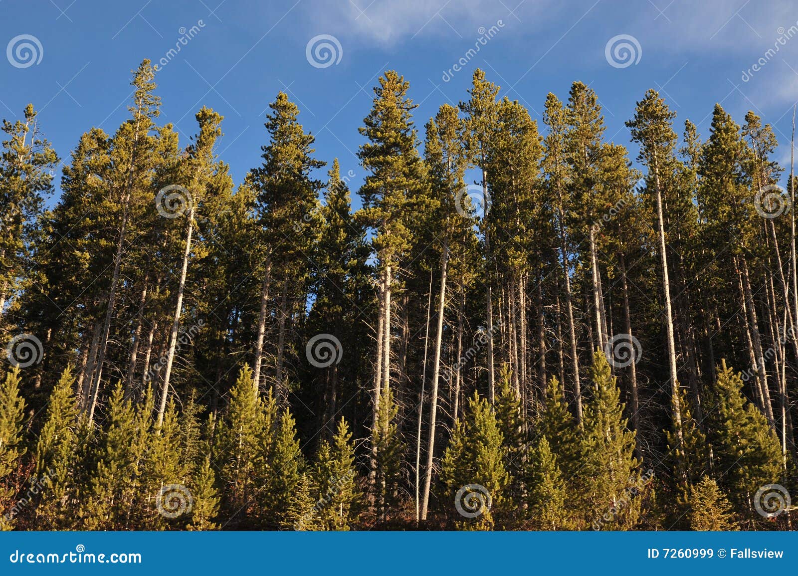 Alpine pine forest stock image. Image of outdoor, rocky - 7260999