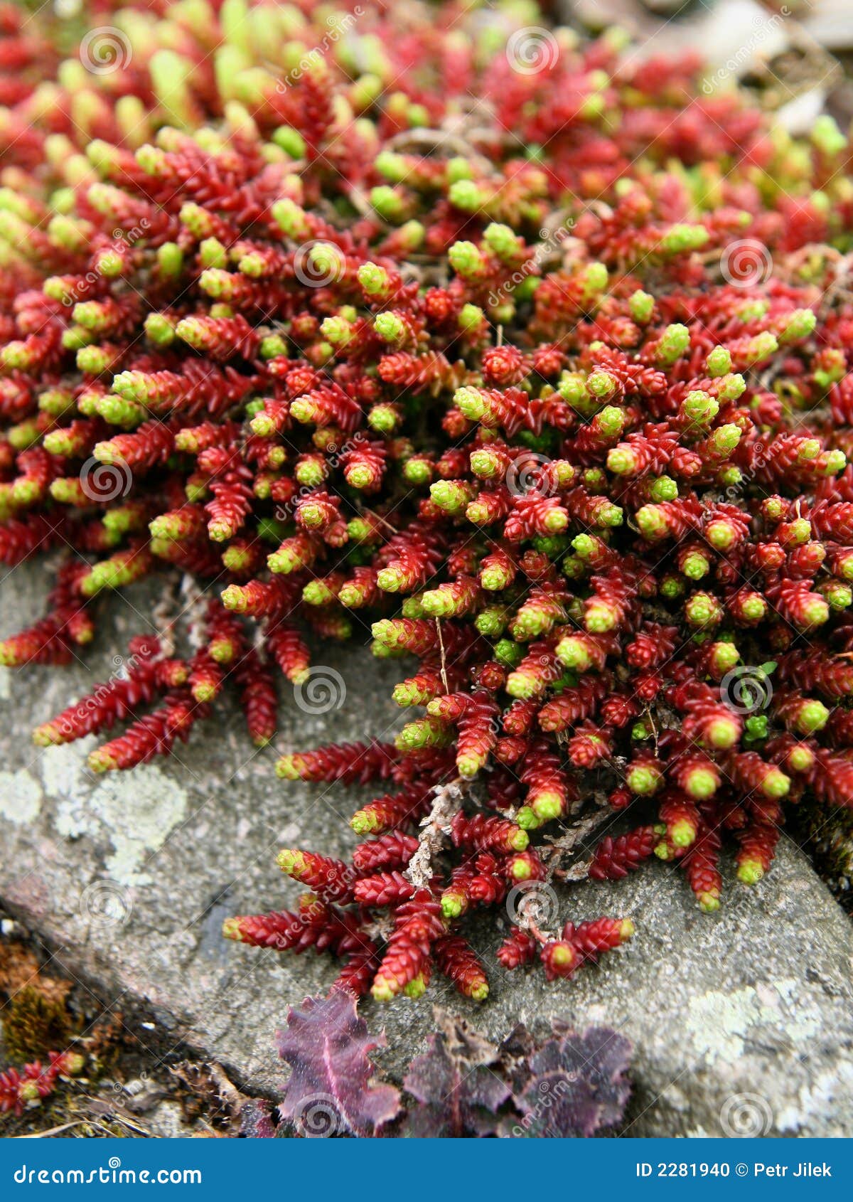 Alpine plant stock photo. Image of bloom, heather, pretty - 2281940
