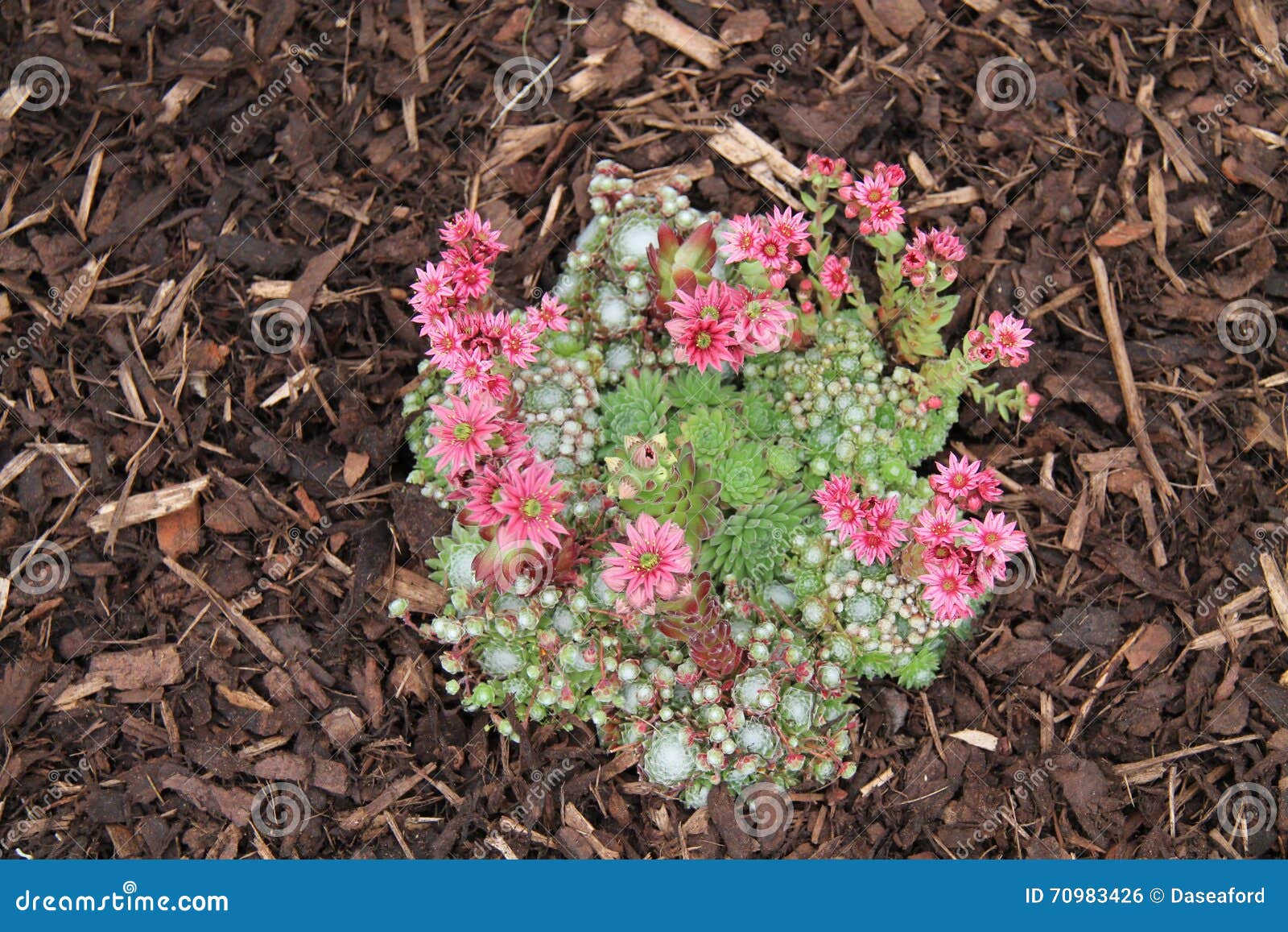 Alpine Plants. stock photo. Image of show, display, colourful - 70983426